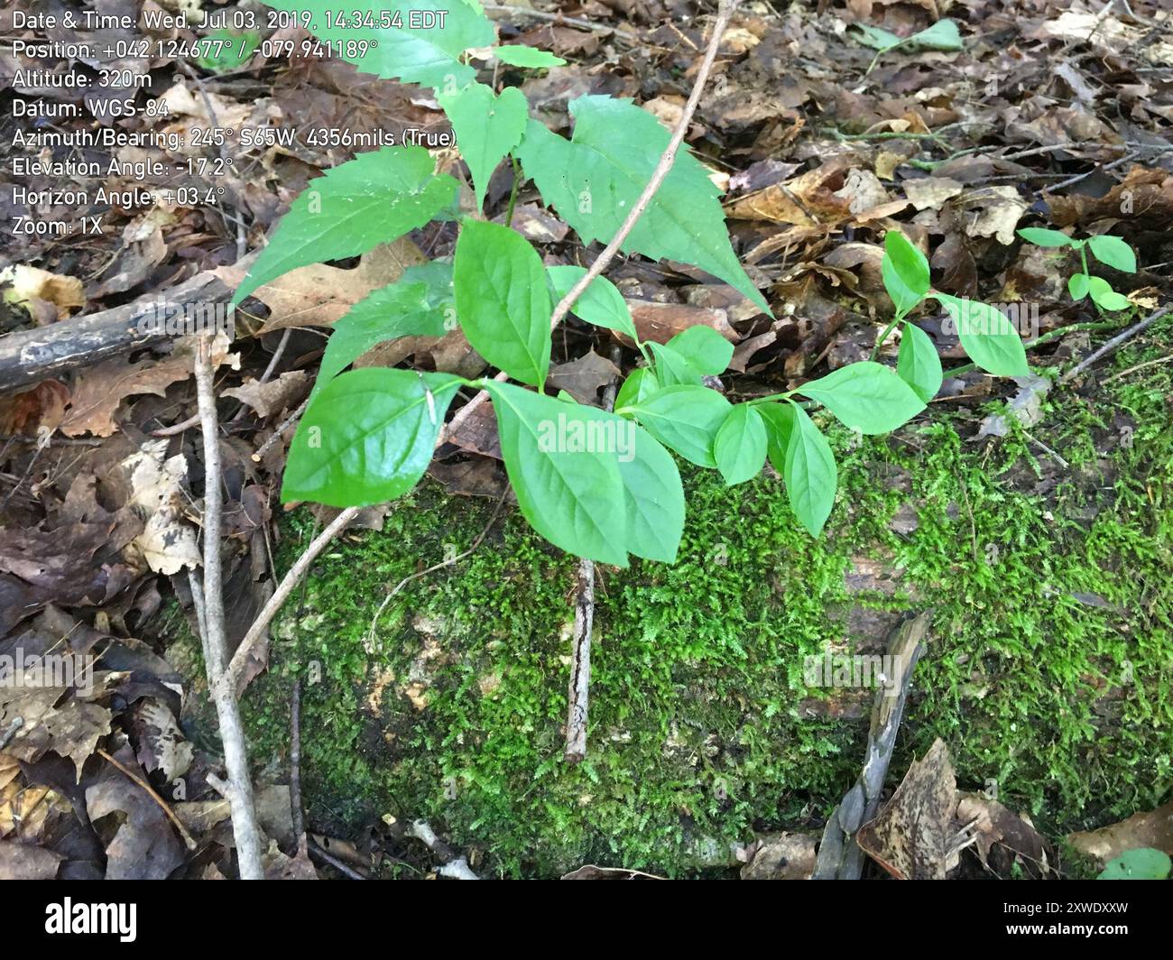Running Strawberry-bush (Euonymus obovatus) Plantae Stock Photo - Alamy