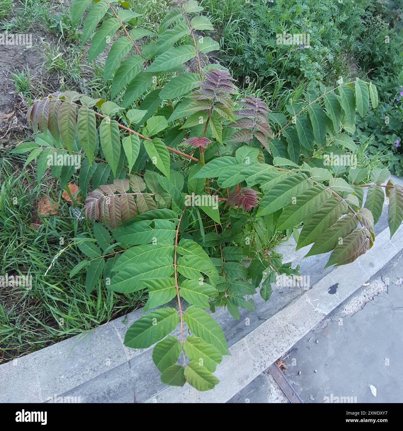 tree-of-heaven (Ailanthus altissima) Plantae Stock Photo - Alamy