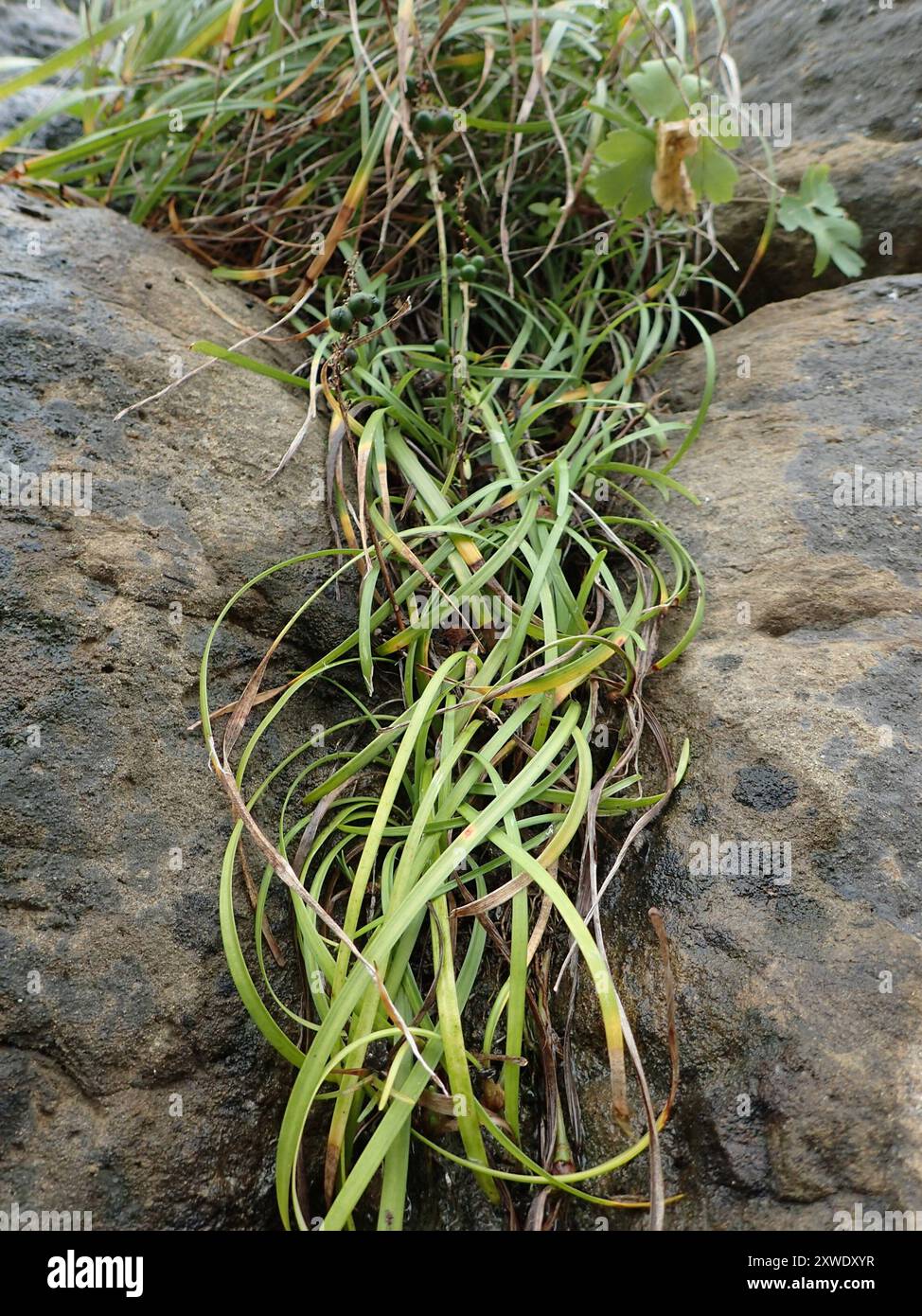 Creeping Lilyturf (Liriope spicata) Plantae Stock Photo - Alamy