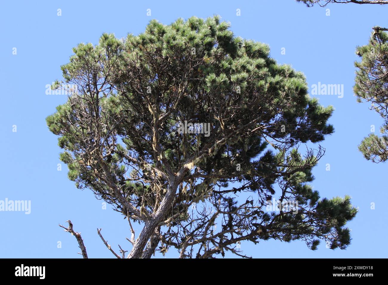 Monterey pine (Pinus radiata) Plantae Stock Photo - Alamy