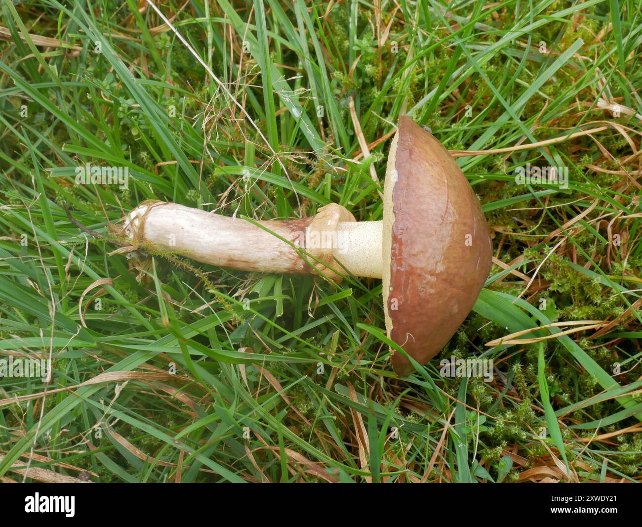 Purple-veiled Slippery Jack (Suillus luteus) Fungi Stock Photo - Alamy