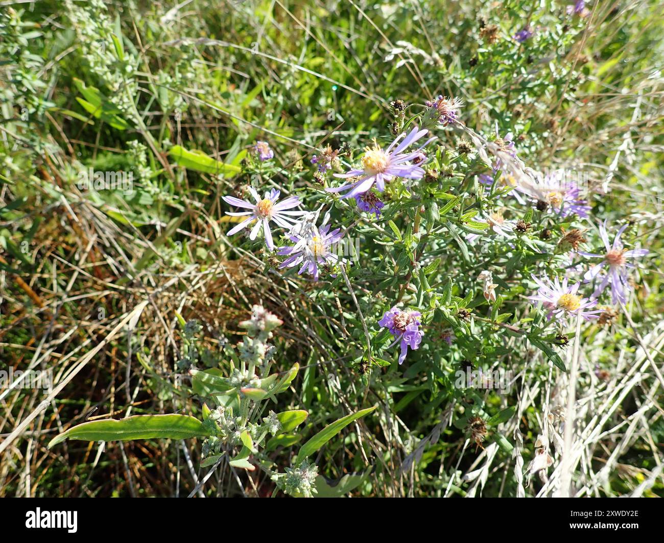 Douglas' Aster (Symphyotrichum subspicatum) Plantae Stock Photo - Alamy