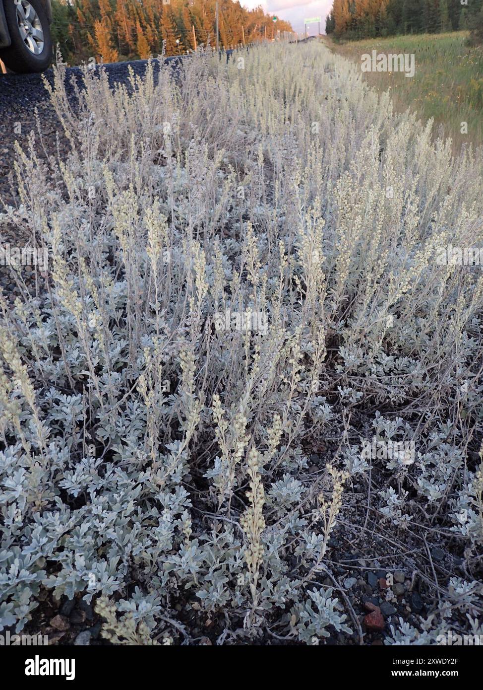 Hoary Mugwort (Artemisia stelleriana) Plantae Stock Photo - Alamy