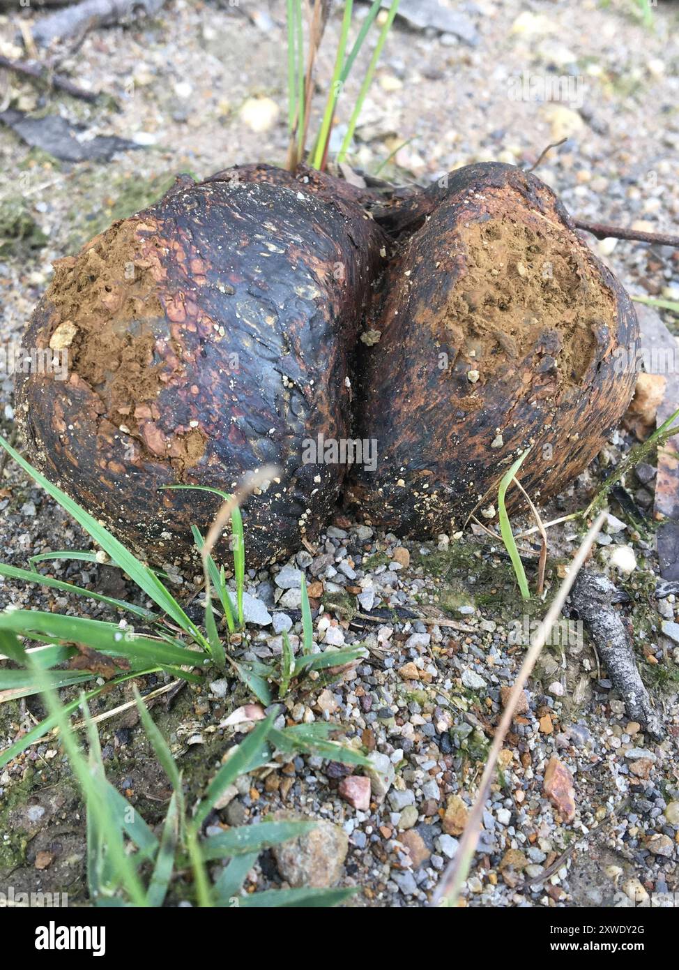 Pisolithus arhizus hi-res stock photography and images - Alamy
