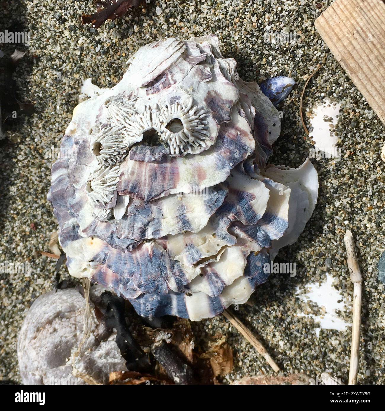 Pacific Oyster (Magallana gigas) Mollusca Stock Photo - Alamy