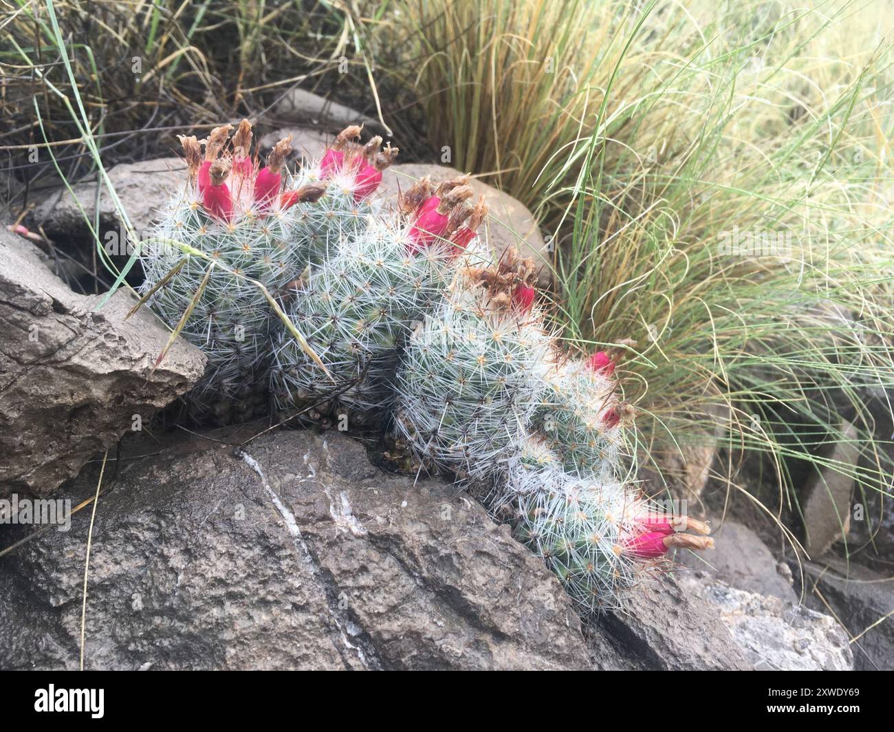 Whitecolumn Foxtail Cactus (Escobaria tuberculosa) Plantae Stock Photo ...