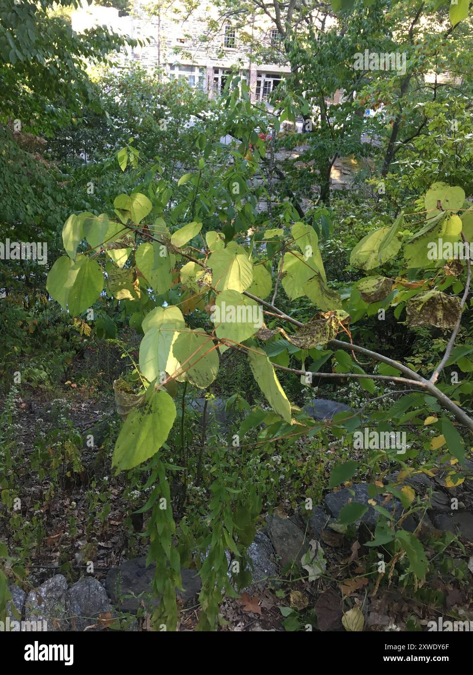 Wonder tree (Idesia polycarpa) Plantae Stock Photo - Alamy