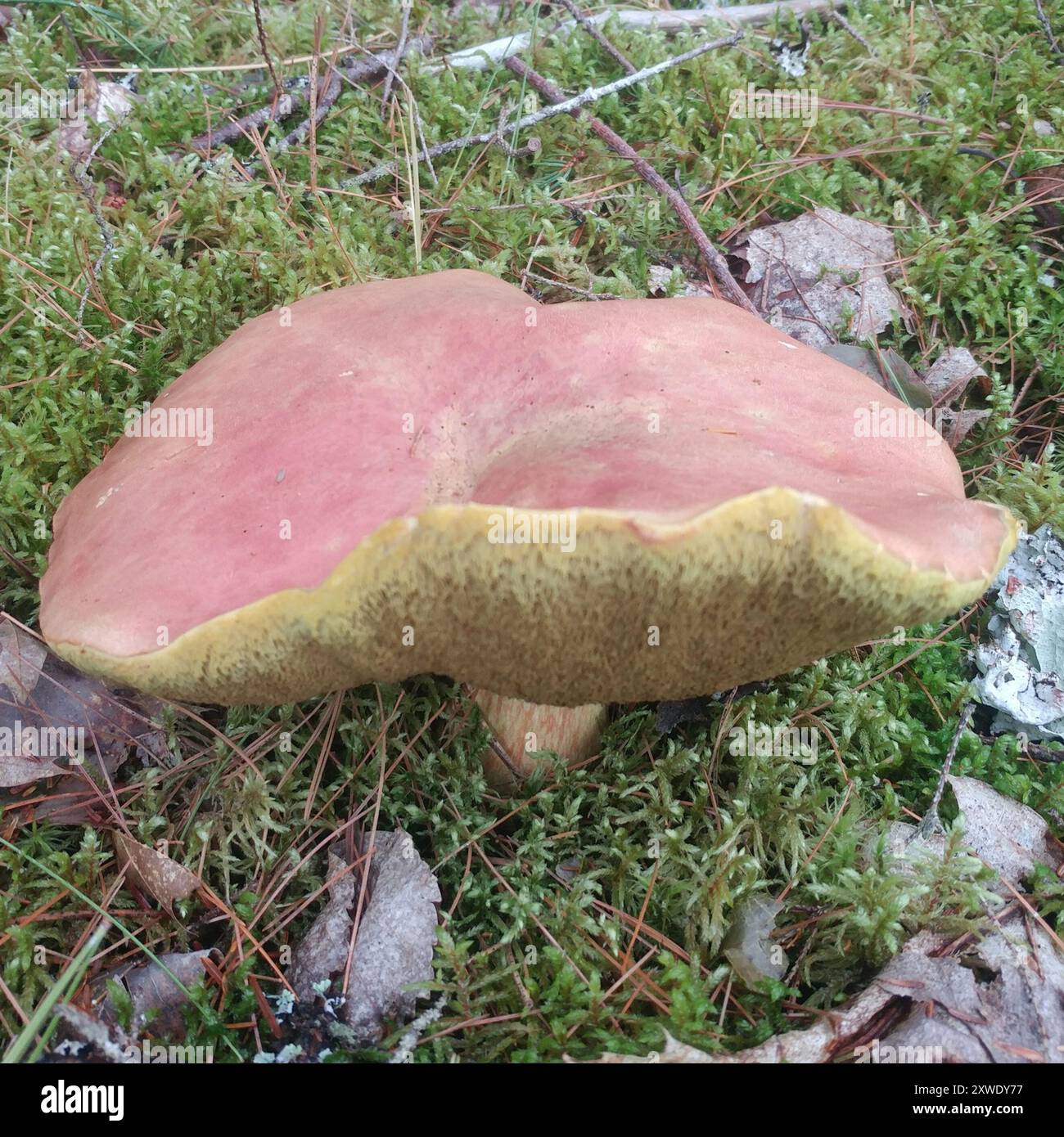 Butter Boletes (Butyriboletus) Fungi Stock Photo - Alamy
