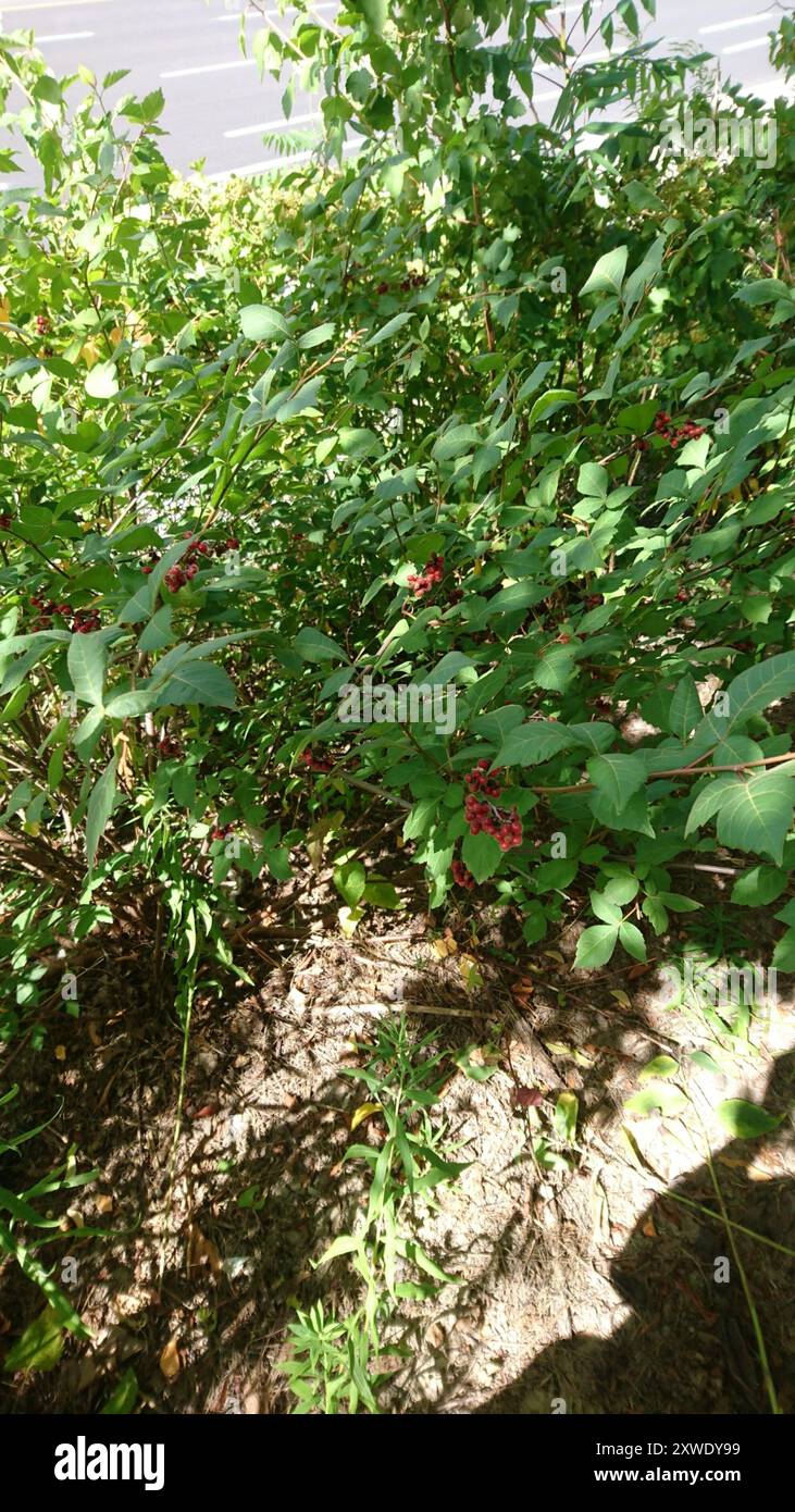 fragrant sumac (Rhus aromatica) Plantae Stock Photo - Alamy