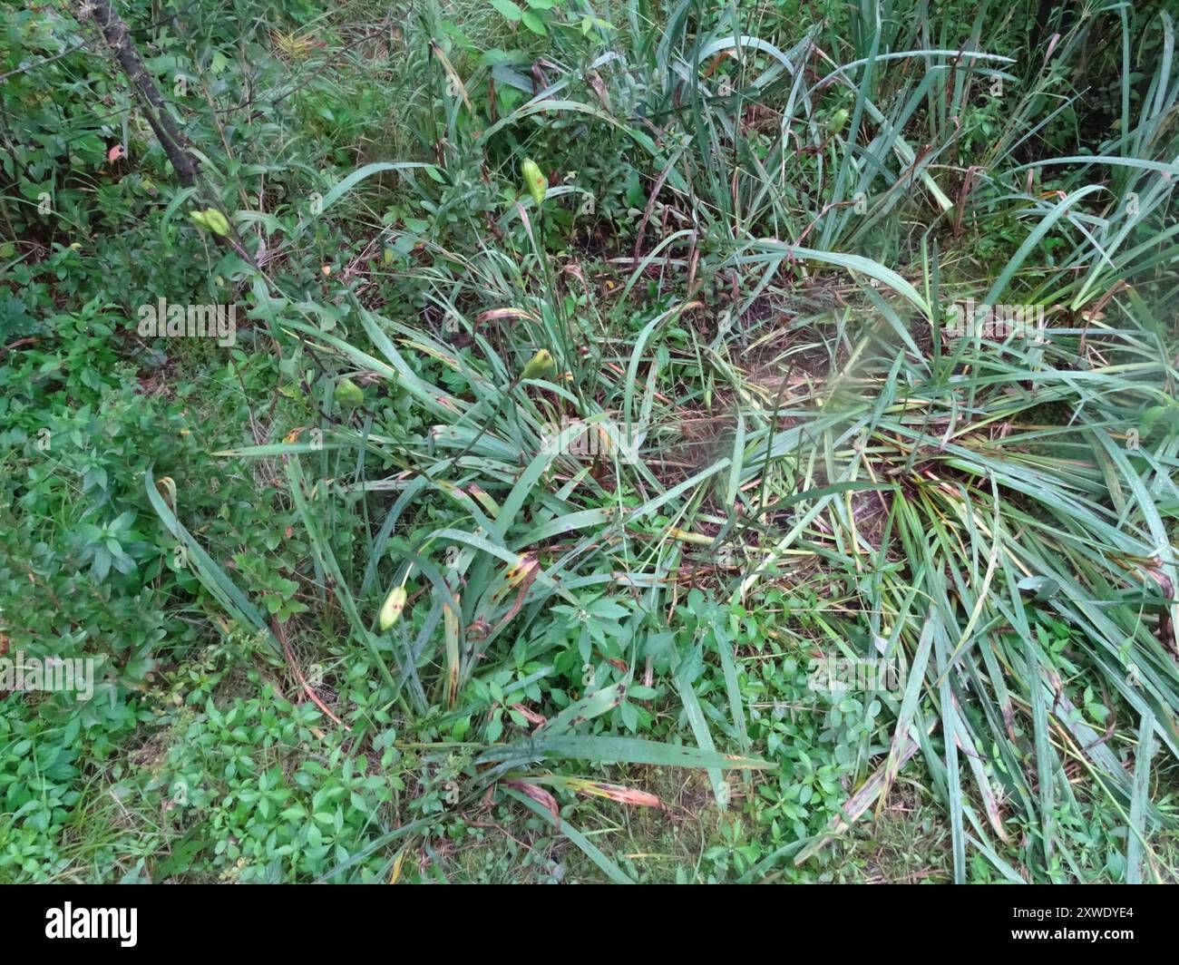 northern blue flag (Iris versicolor) Plantae Stock Photo - Alamy