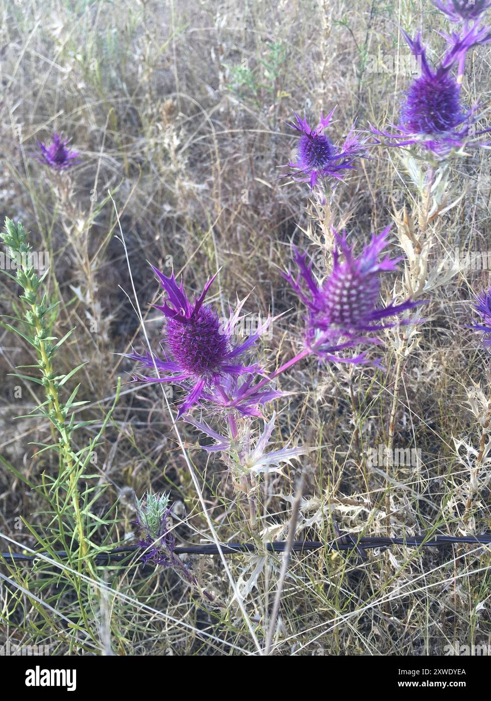 Leavenworth's eryngo (Eryngium leavenworthii) Plantae Stock Photo - Alamy