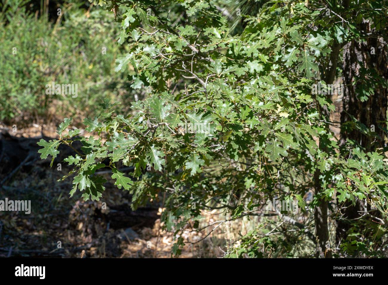 California black oak (Quercus kelloggii) Plantae Stock Photo - Alamy