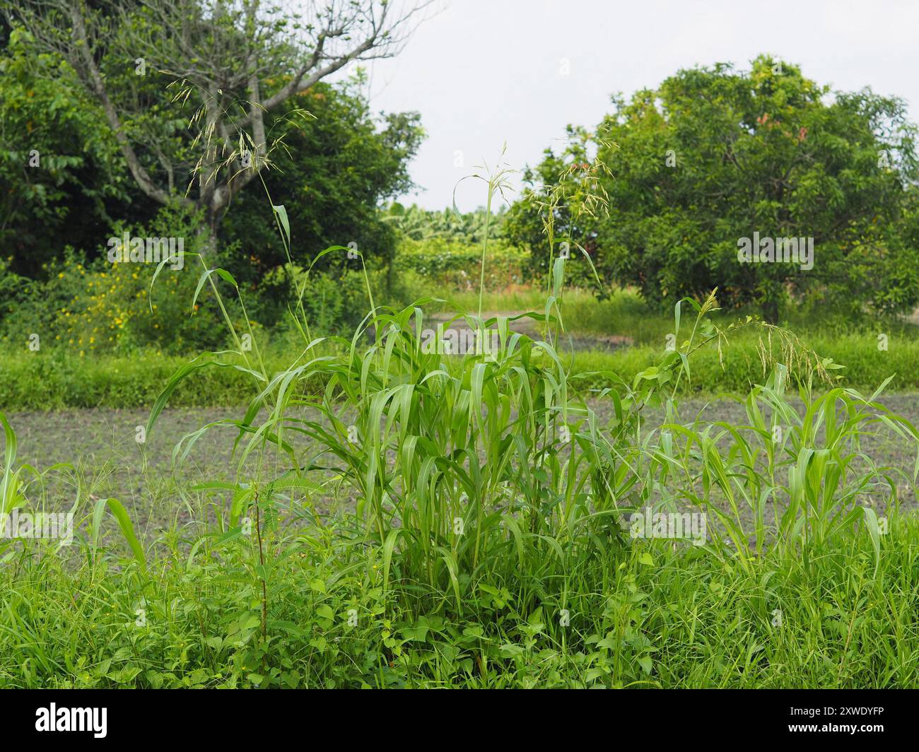 Wild Sorghum (Sorghum bicolor verticilliflorum) Plantae Stock Photo - Alamy