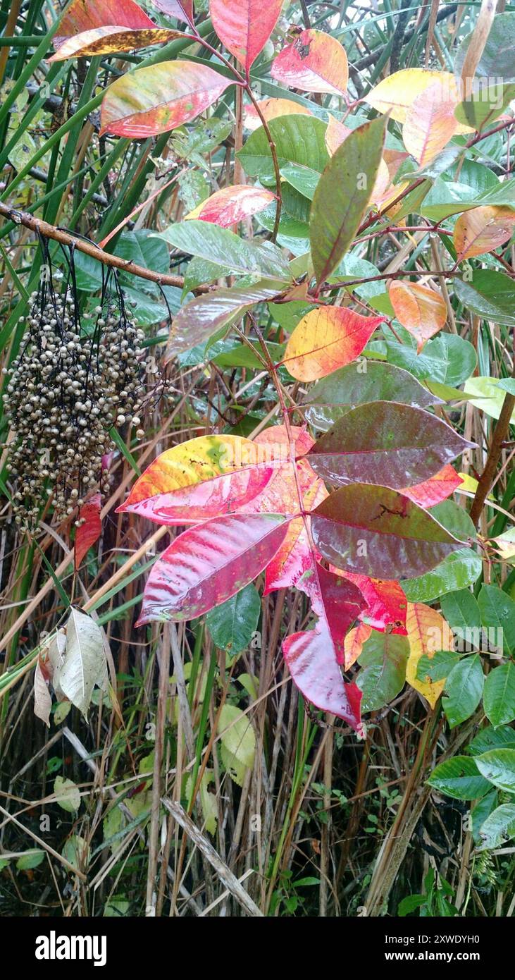poison sumac (Toxicodendron vernix) Plantae Stock Photo - Alamy
