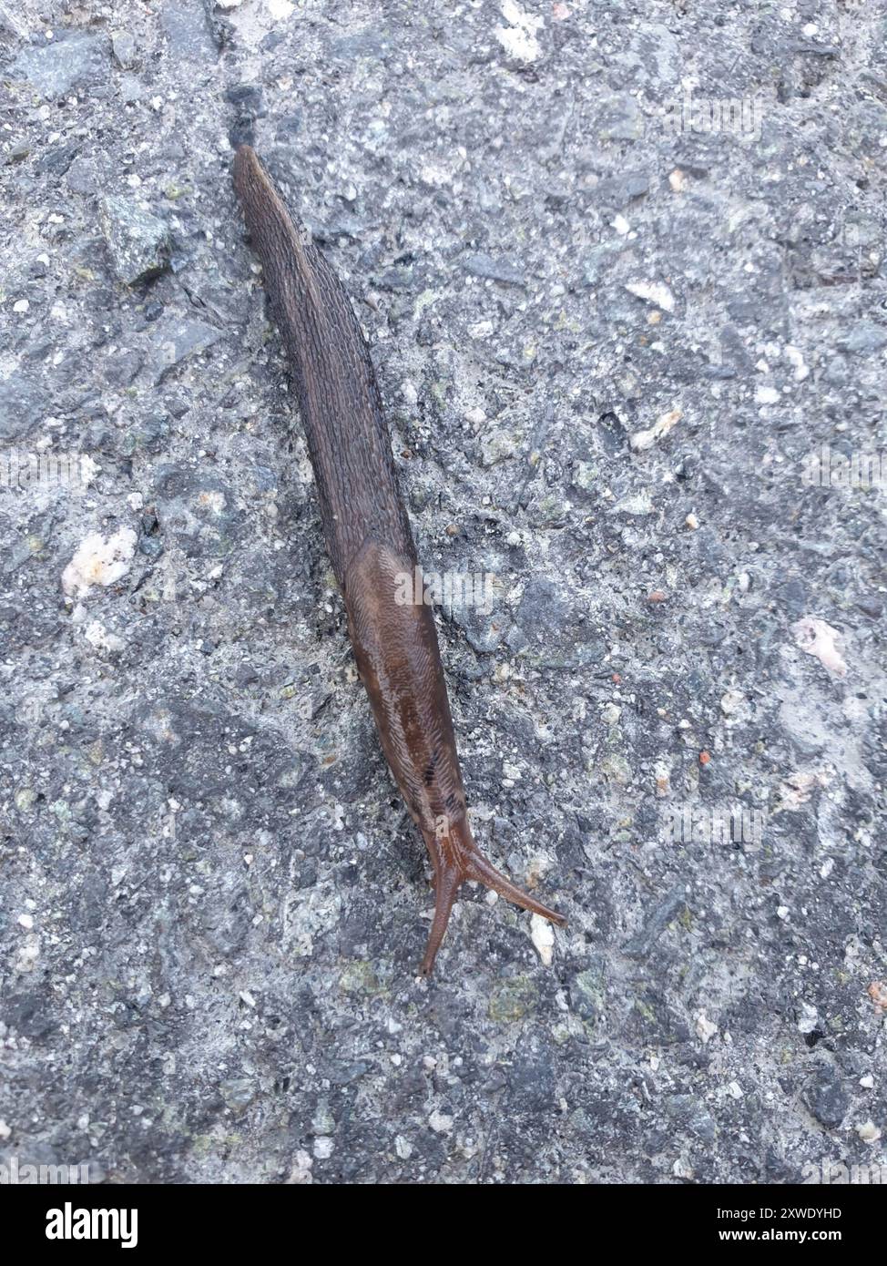 Ash-black Slug (Limax cinereoniger) Mollusca Stock Photo - Alamy