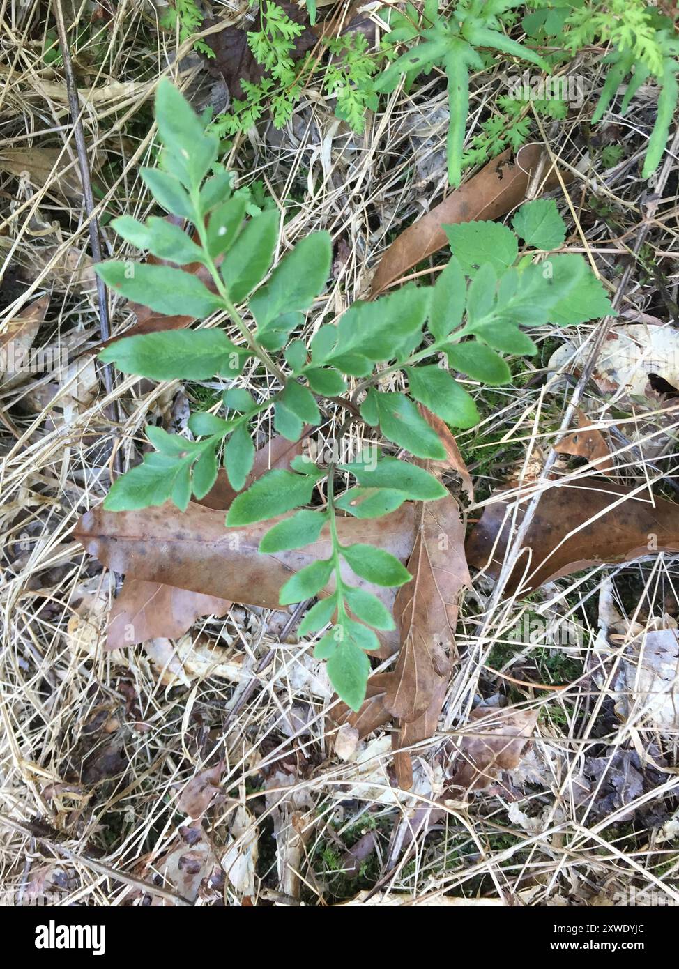 Cutleaf Grapefern (Sceptridium dissectum) Plantae Stock Photo - Alamy