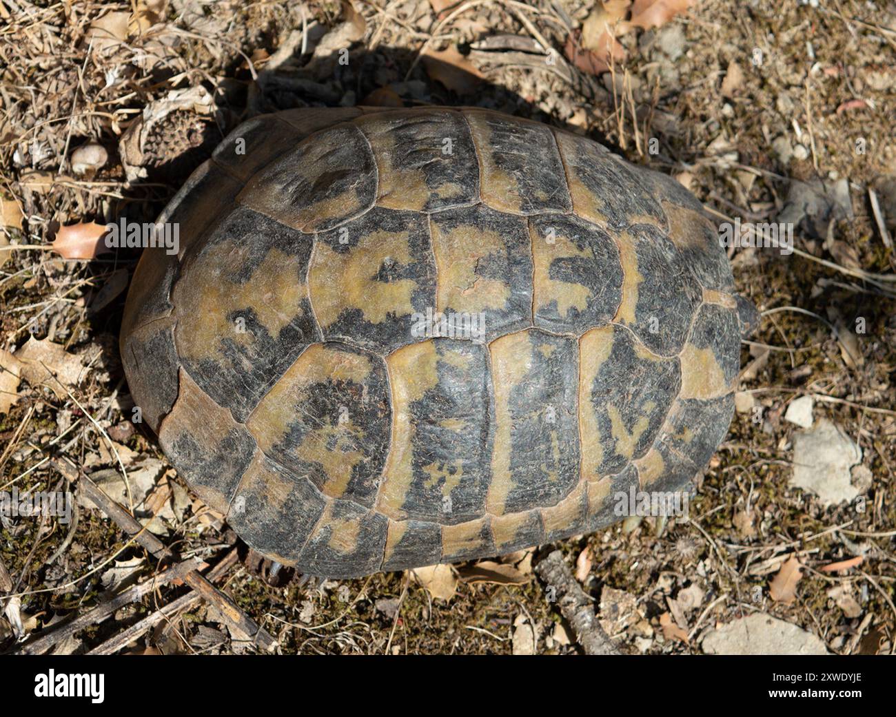 Boettgers tortoise hi-res stock photography and images - Alamy