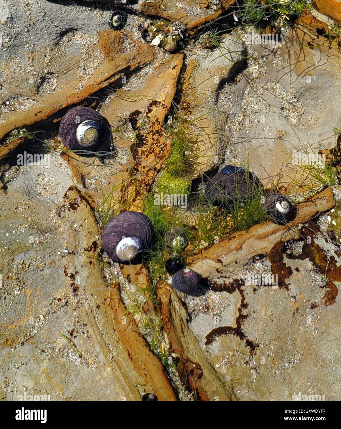 Black Tegula (Tegula funebralis) Mollusca Stock Photo - Alamy
