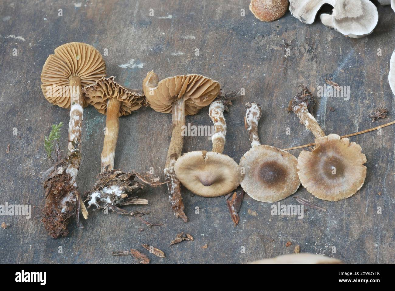 Fiber Caps (Inocybe) Fungi Stock Photo - Alamy