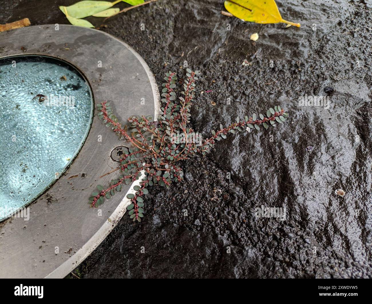prostrate sandmat (Euphorbia prostrata) Plantae Stock Photo - Alamy