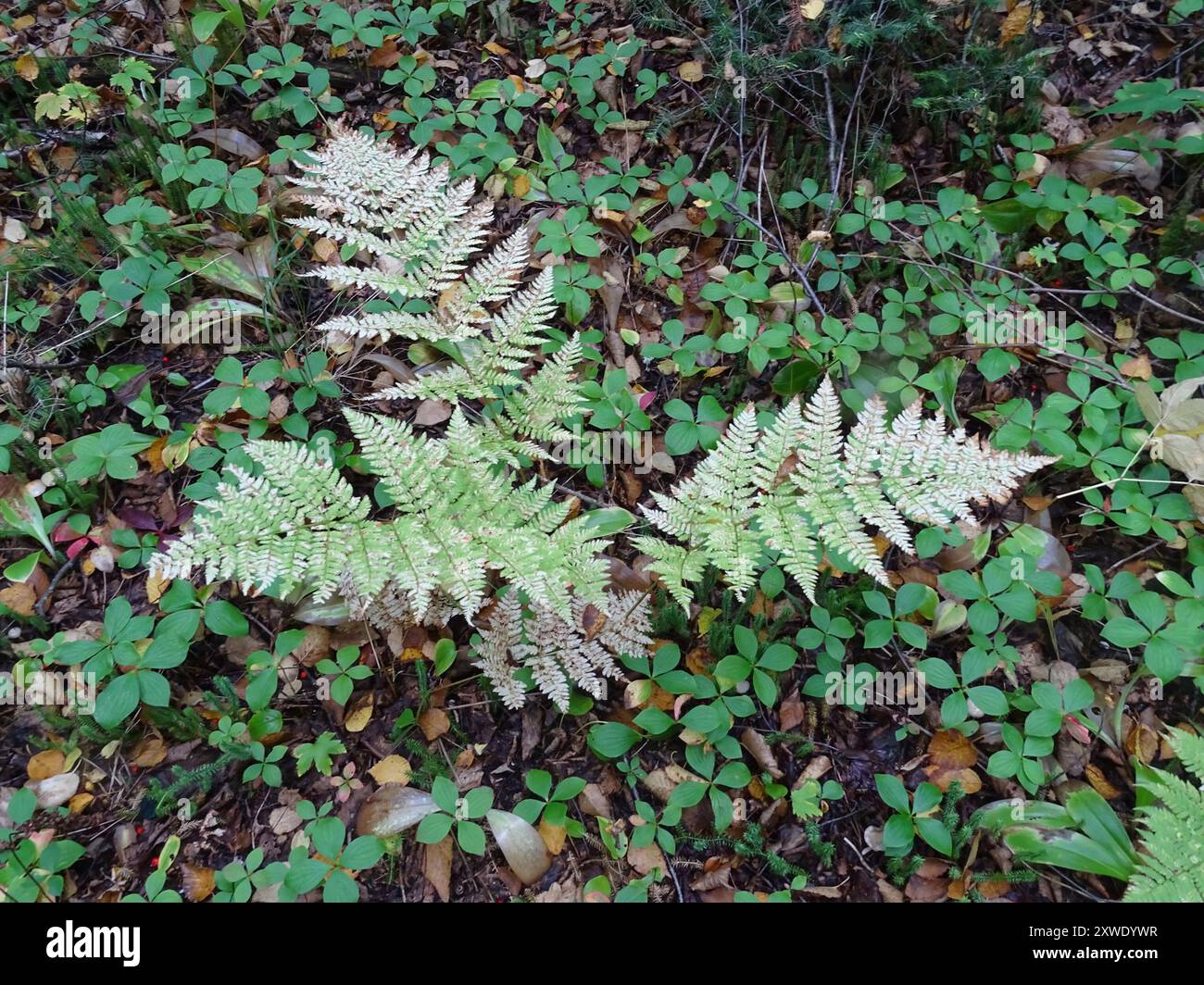 wood ferns (Dryopteris) Plantae Stock Photo - Alamy