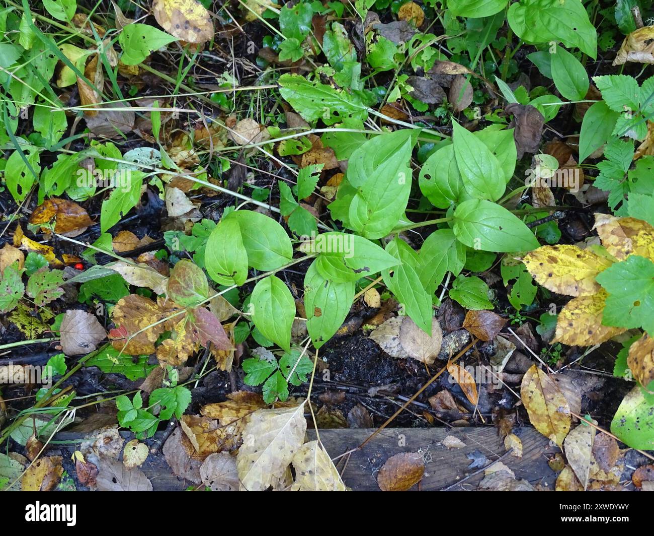 Tall Bluebell (Mertensia paniculata) Plantae Stock Photo - Alamy