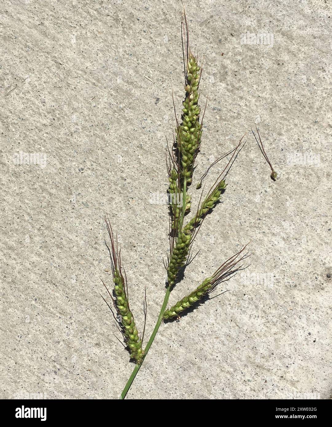 grasses (Poaceae) Plantae Stock Photo - Alamy
