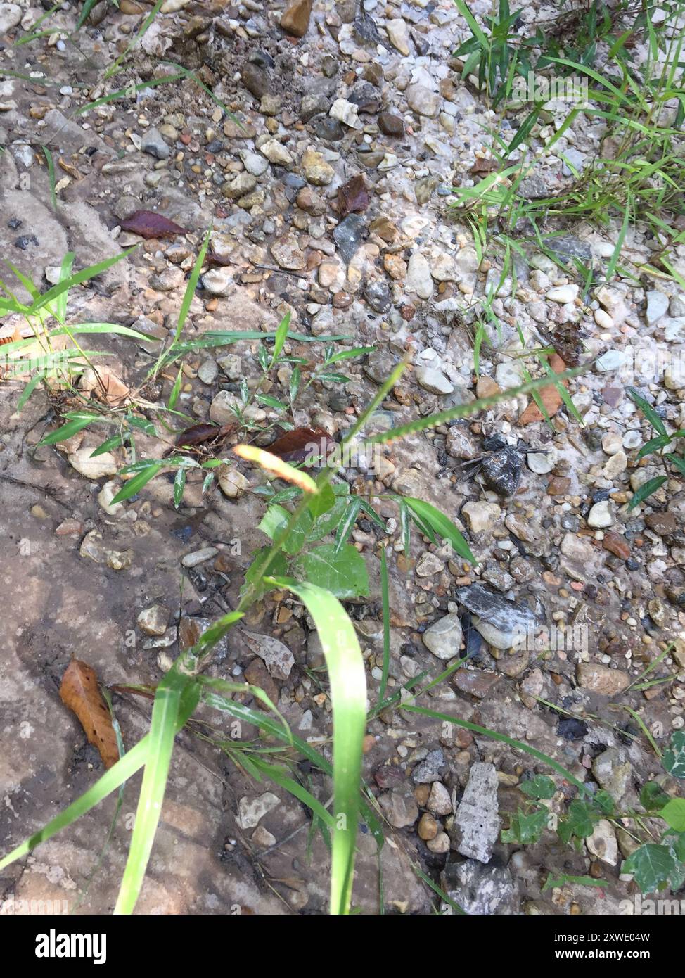 bull crowngrass (Paspalum boscianum) Plantae Stock Photo - Alamy
