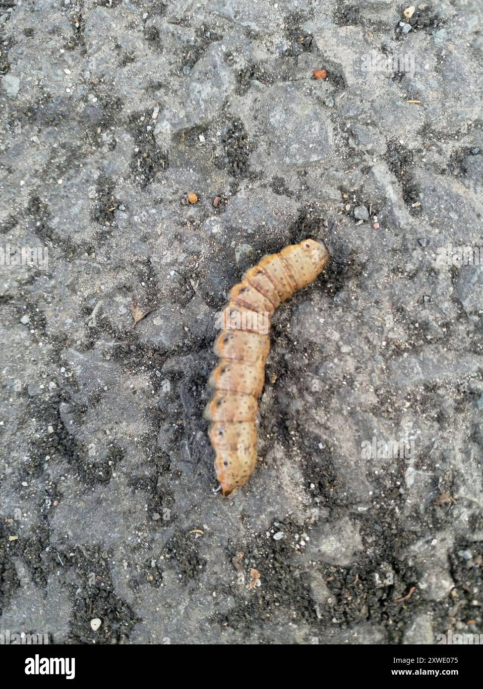Shark Moth (Cucullia umbratica) Insecta Stock Photo - Alamy