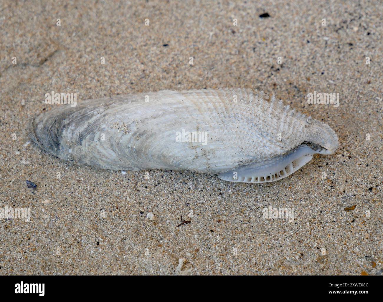 Common piddock (Pholas dactylus) Mollusca Stock Photo - Alamy