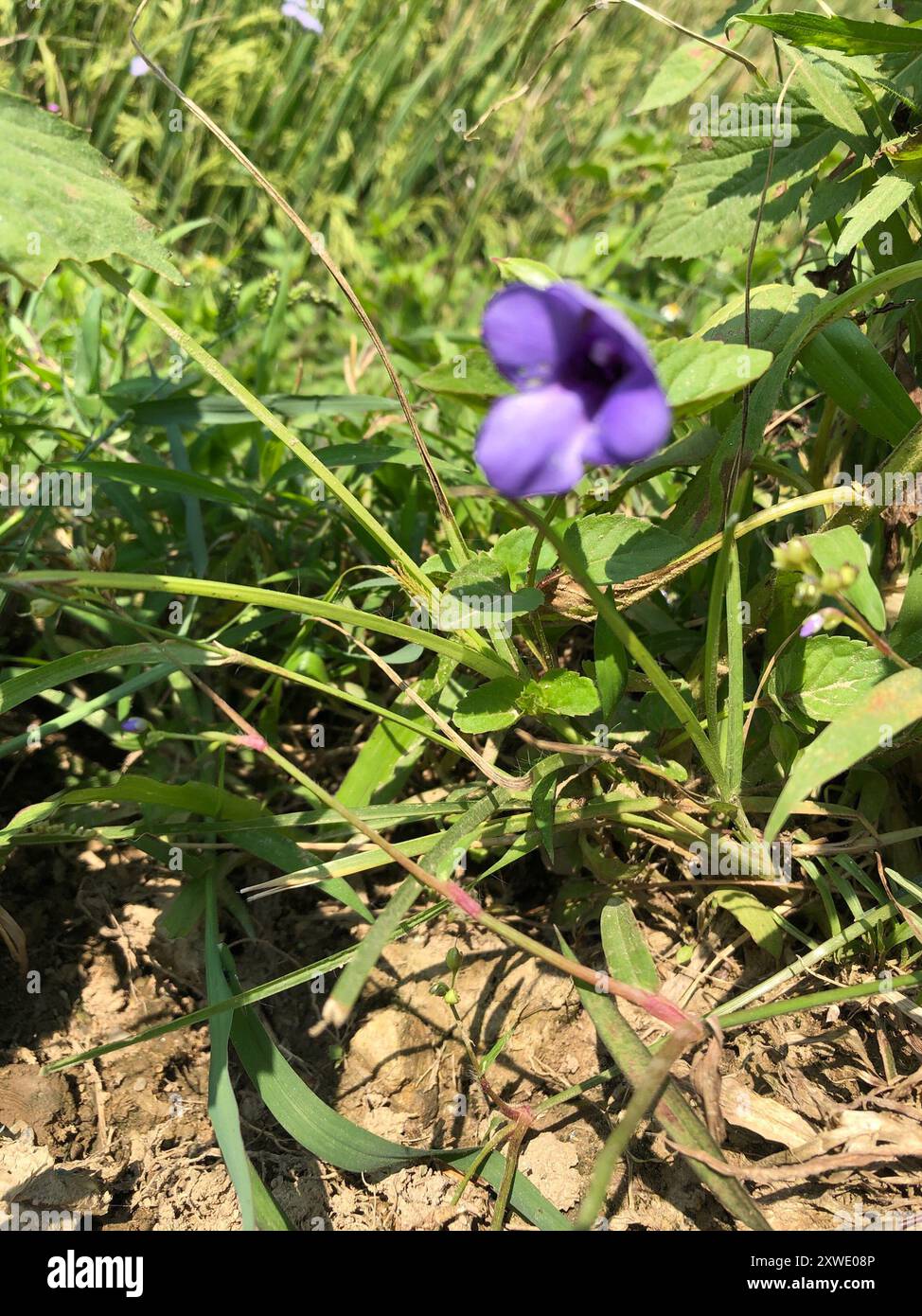 Lesser Torenia (Torenia concolor) Plantae Stock Photo - Alamy