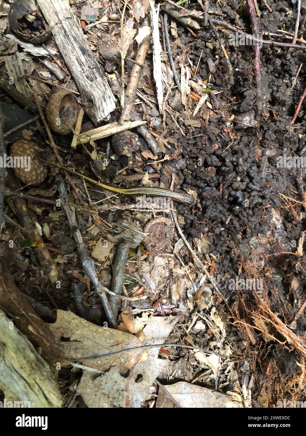 Lungless Salamanders (Plethodontidae) Amphibia Stock Photo - Alamy