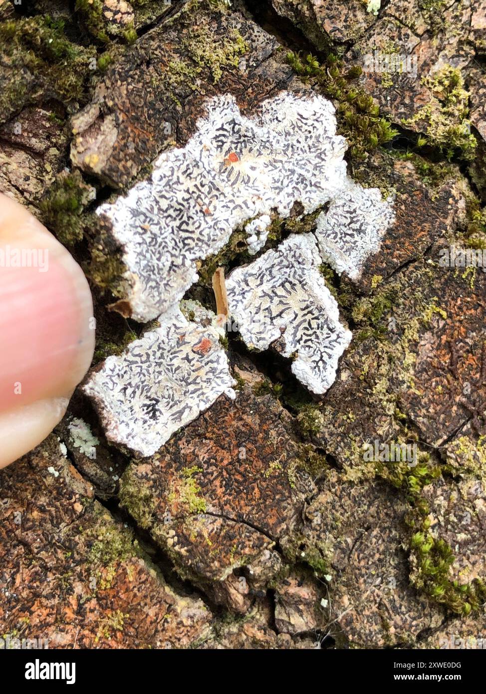 Script Lichens and Allies (Graphidaceae) Fungi Stock Photo - Alamy
