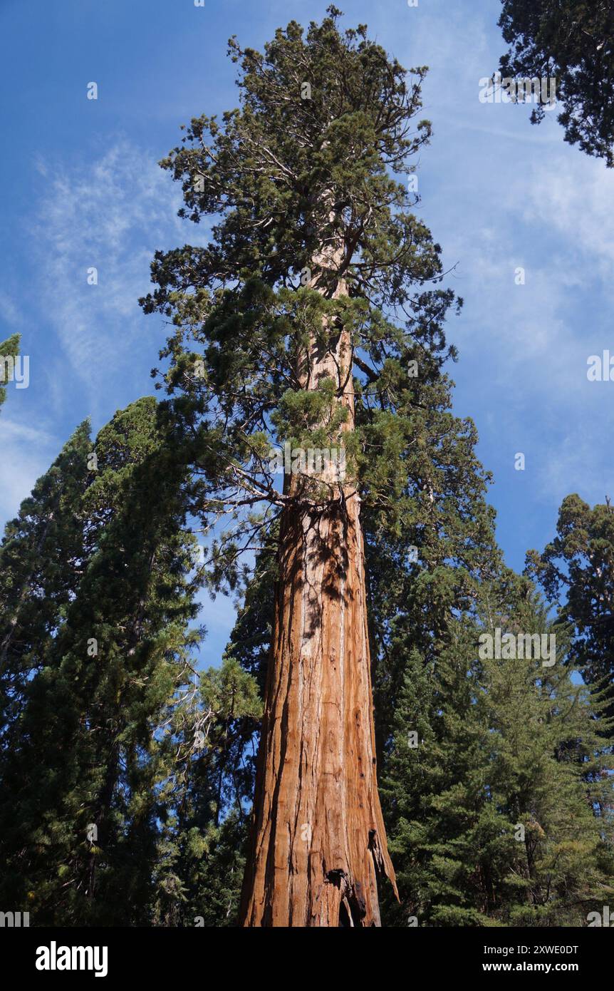 giant sequoia (Sequoiadendron giganteum) Plantae Stock Photo - Alamy
