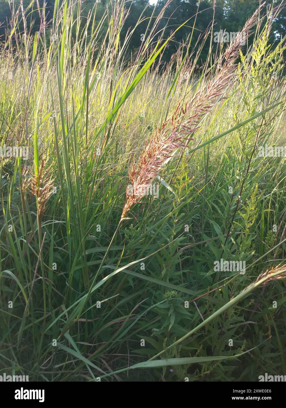 Prairie Grass Seeds Indian Grass Seeds 0.5lb - Sorghastrum Nutans ...