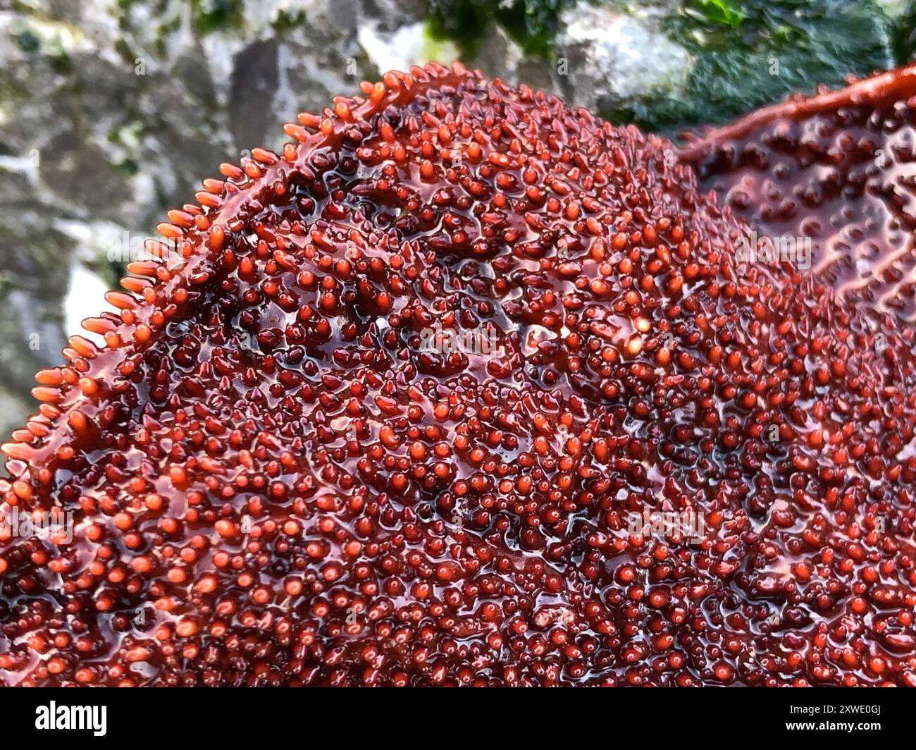 Turkish Towel (Chondracanthus exasperatus) Plantae Stock Photo - Alamy