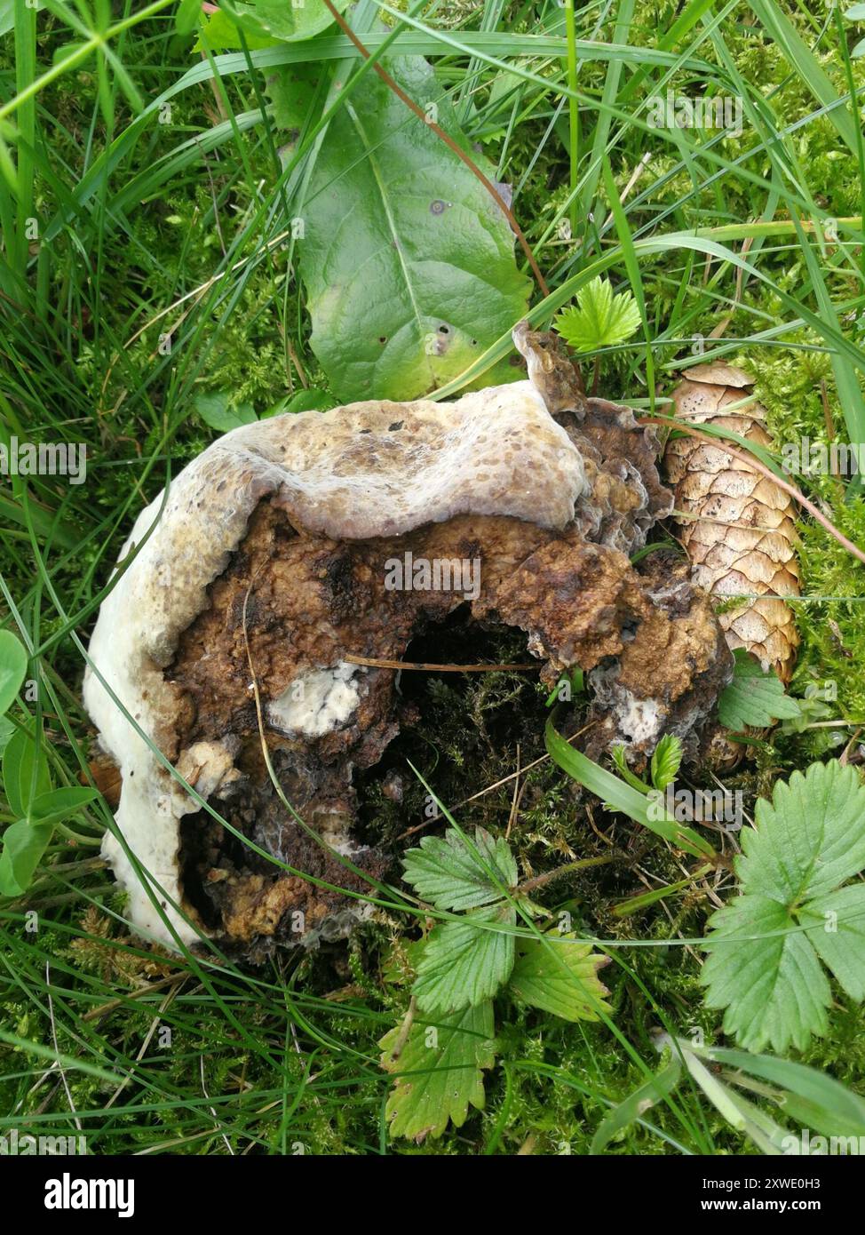 Basidiomycete Fungi (Basidiomycota) Fungi Stock Photo - Alamy