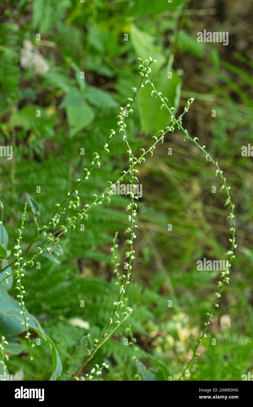 American jumpseed (Persicaria virginiana) Plantae Stock Photo - Alamy