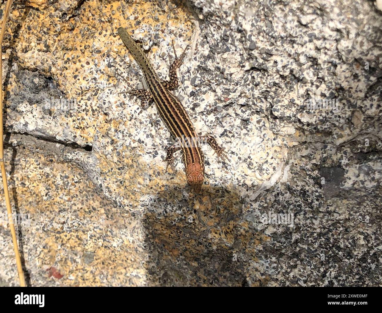 Ibiza Wall Lizard (Podarcis pityusensis) Reptilia Stock Photo - Alamy