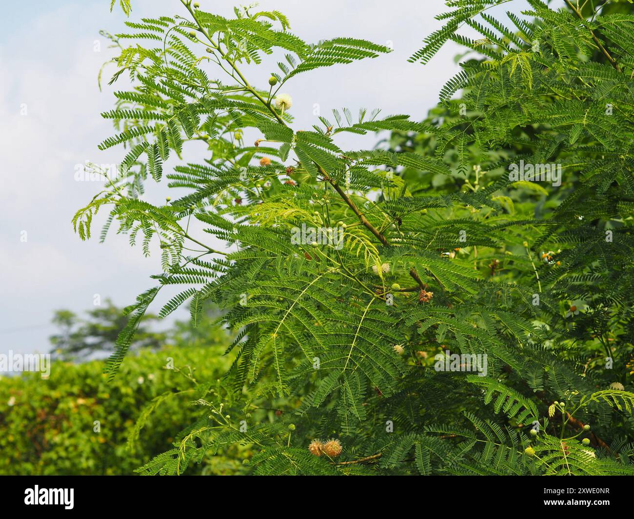 White leadtree (Leucaena leucocephala) Plantae Stock Photo - Alamy