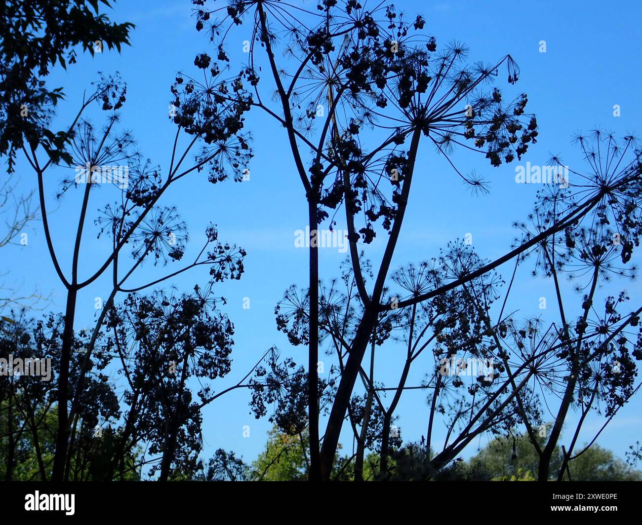 purple-stemmed angelica (Angelica atropurpurea) Plantae Stock Photo - Alamy