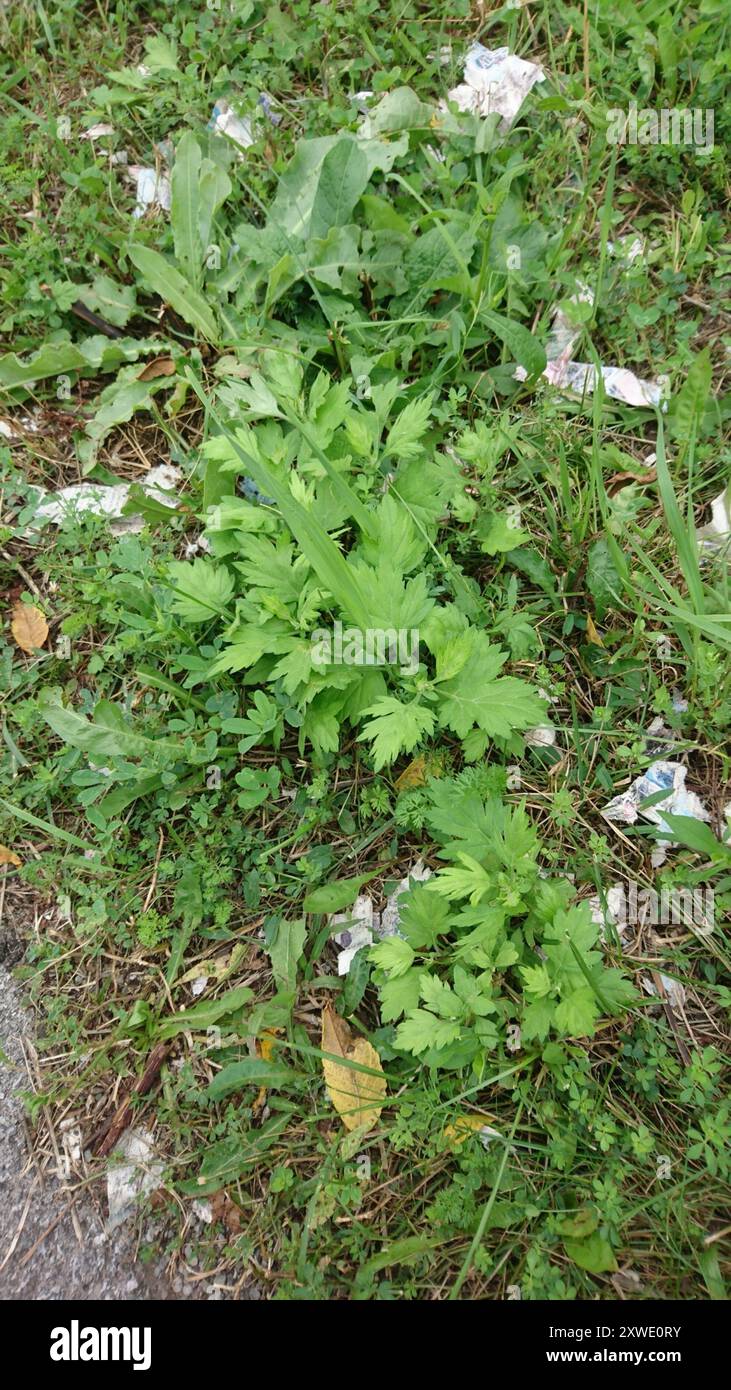 plants (Plantae) Plantae Stock Photo - Alamy