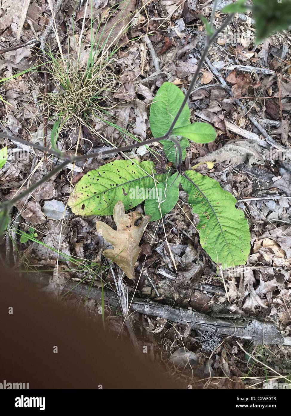 common elephant's-foot (Elephantopus tomentosus) Plantae Stock Photo ...