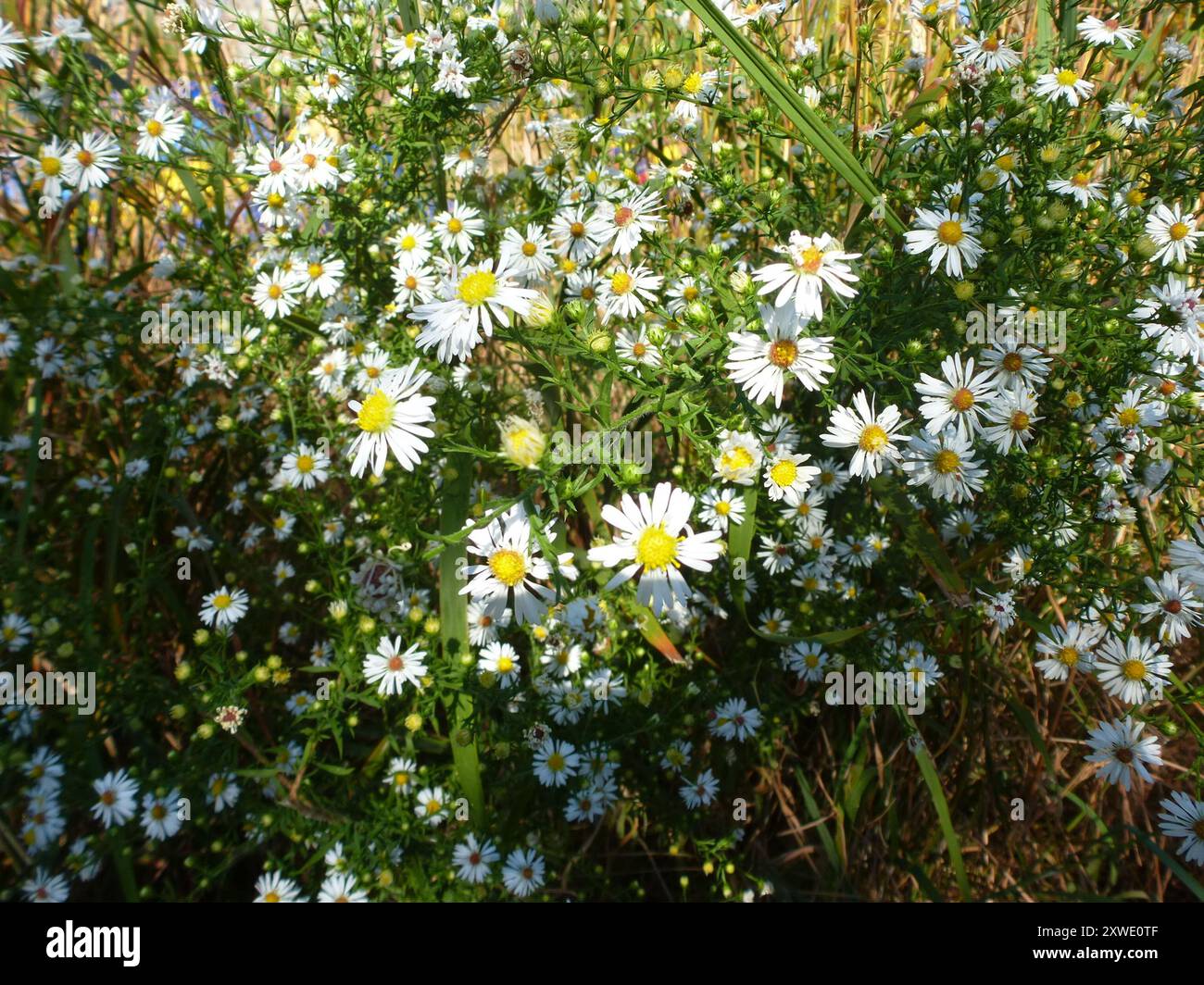 American asters (Symphyotrichum) Plantae Stock Photo - Alamy