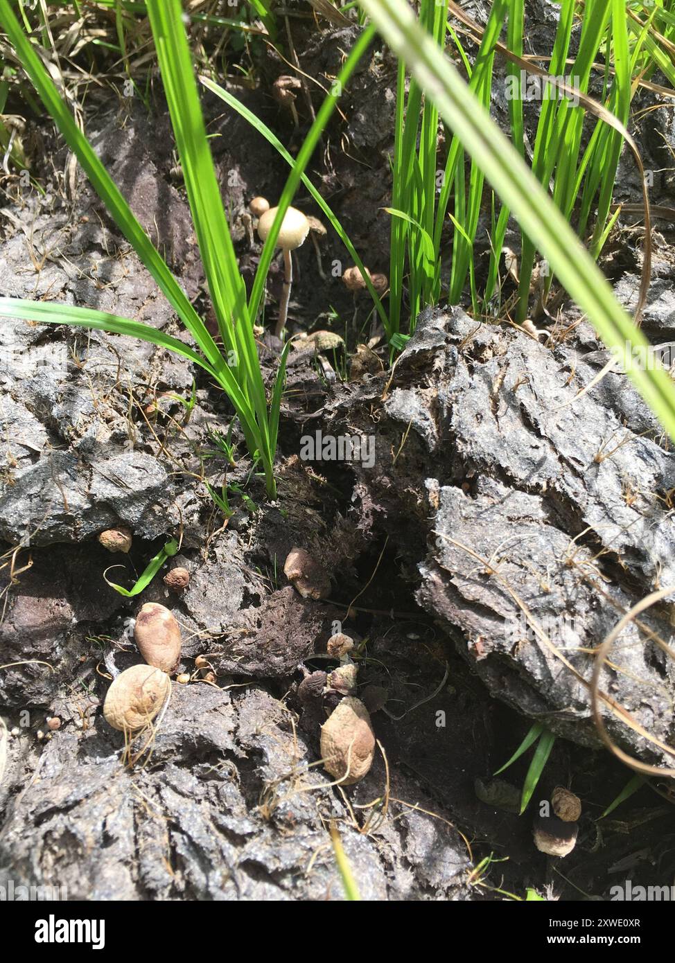 Common Fieldcap (Agrocybe pediades) Fungi Stock Photo - Alamy
