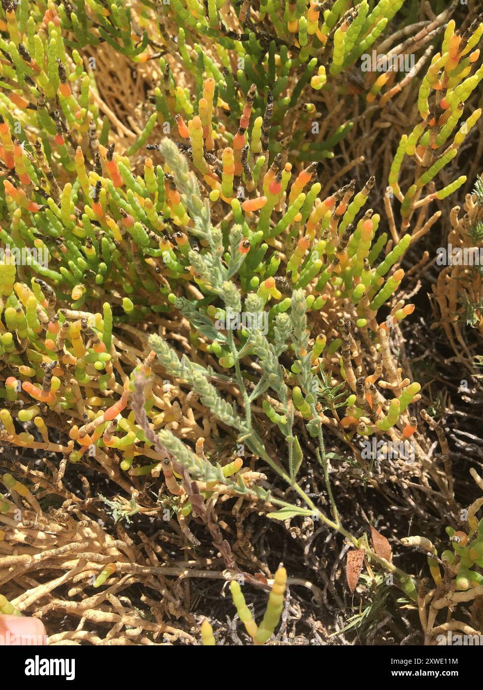 Alkali Weed (Cressa truxillensis) Plantae Stock Photo - Alamy