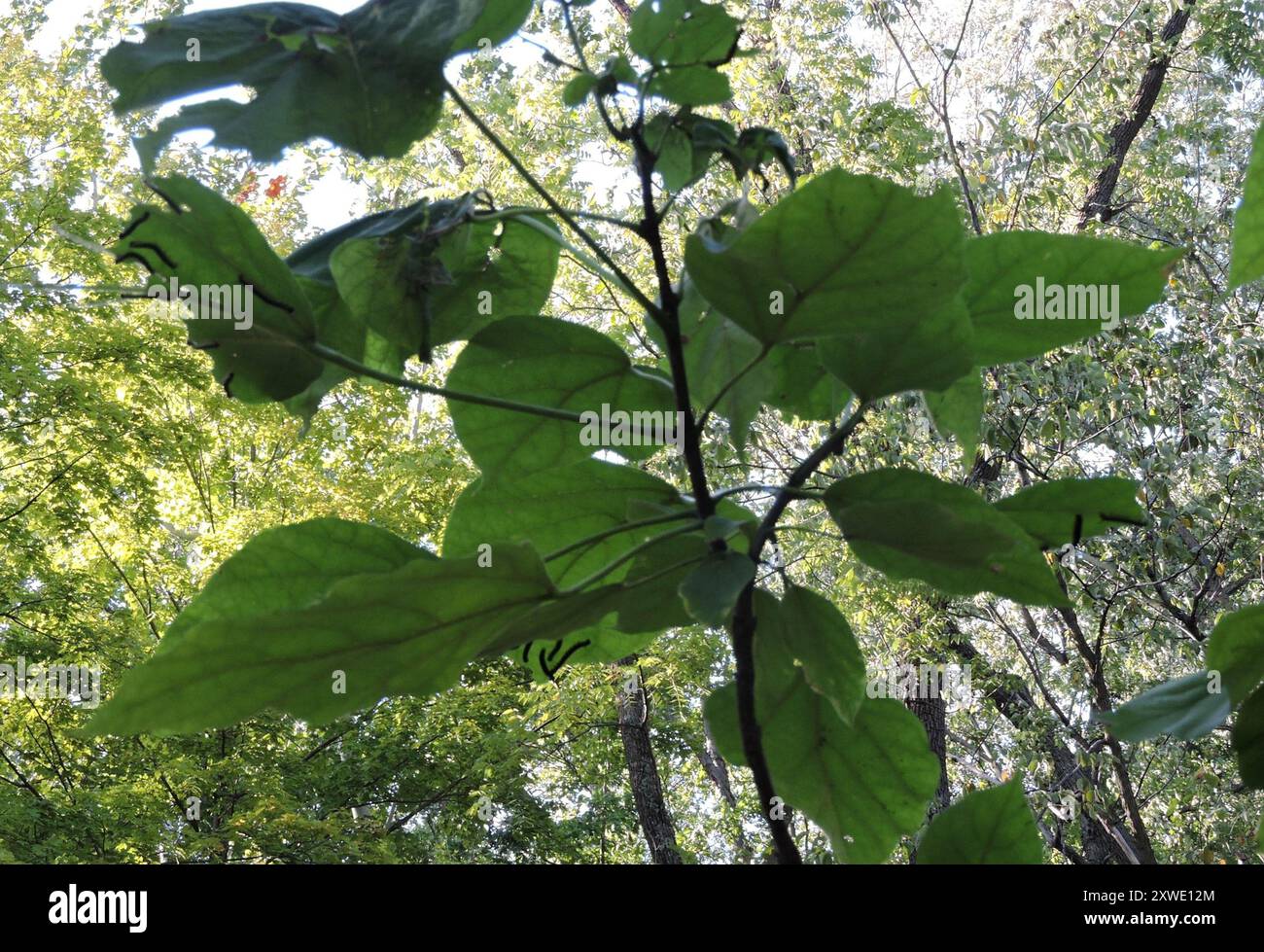 Catalpa Sphinx (Ceratomia catalpae) Insecta Stock Photo - Alamy