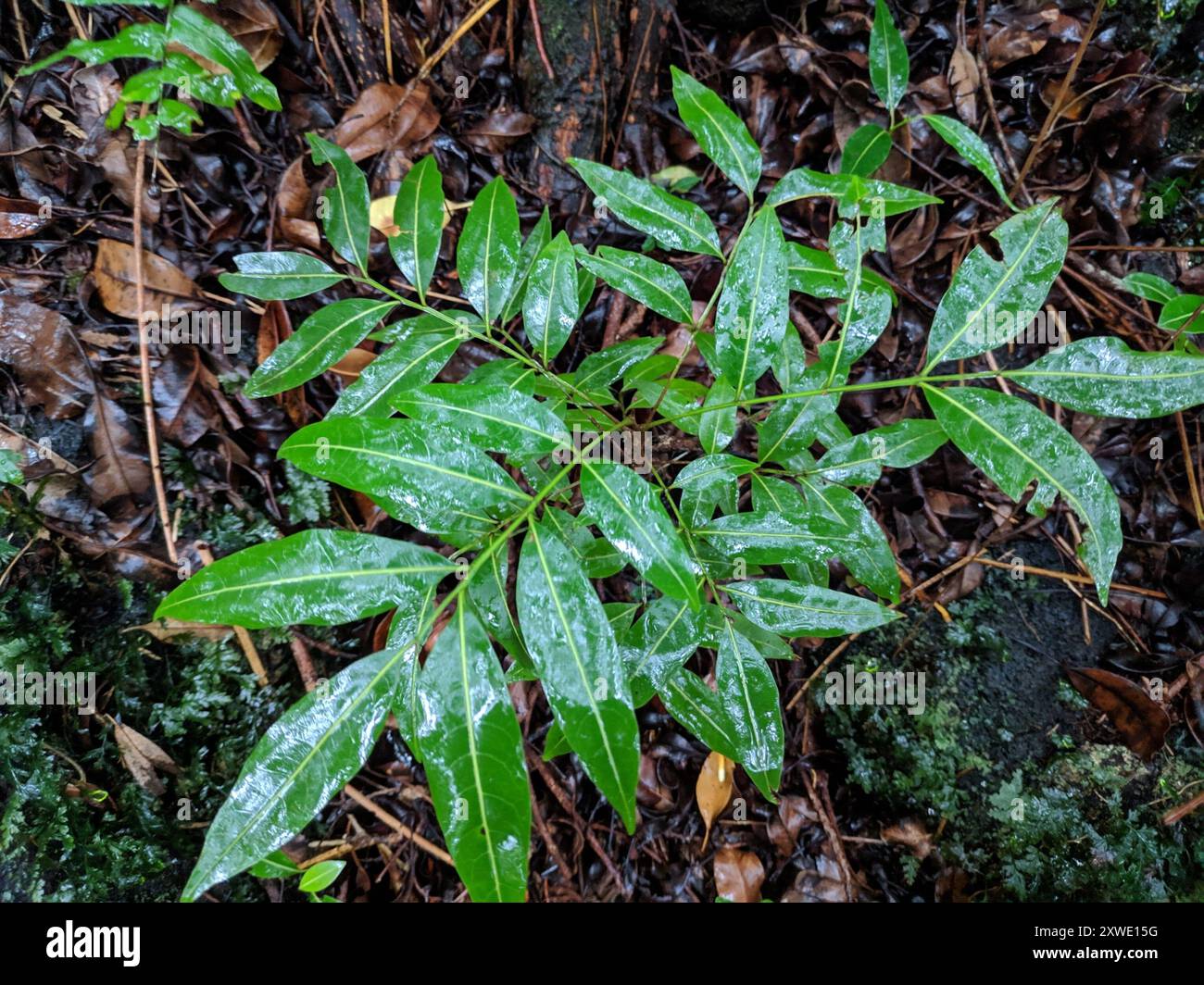 Apetalum hi-res stock photography and images - Alamy