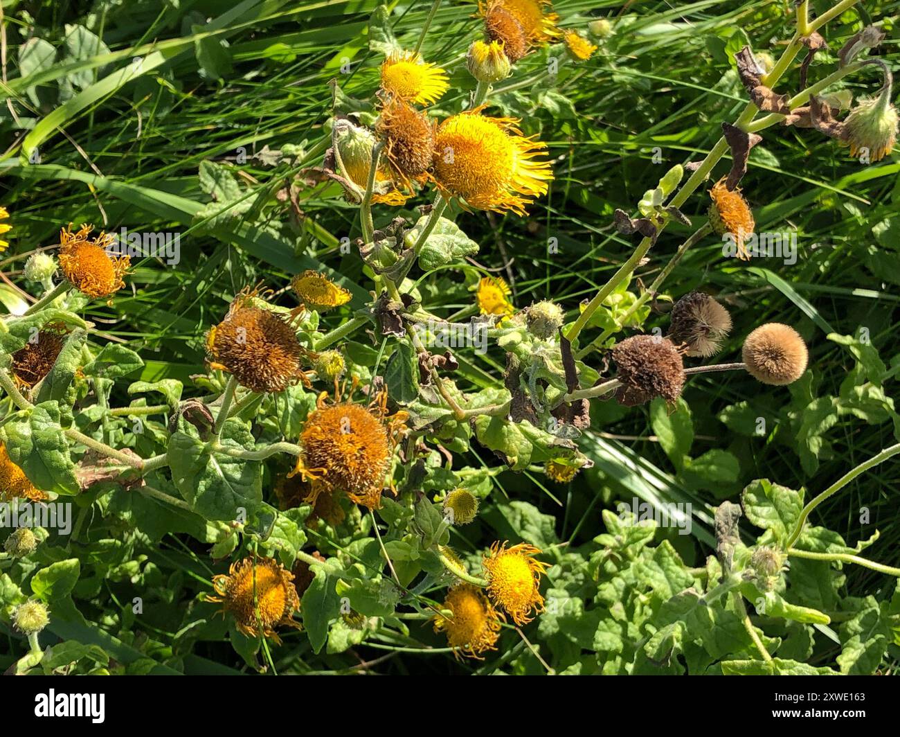 Common Fleabane (Pulicaria dysenterica) Plantae Stock Photo - Alamy