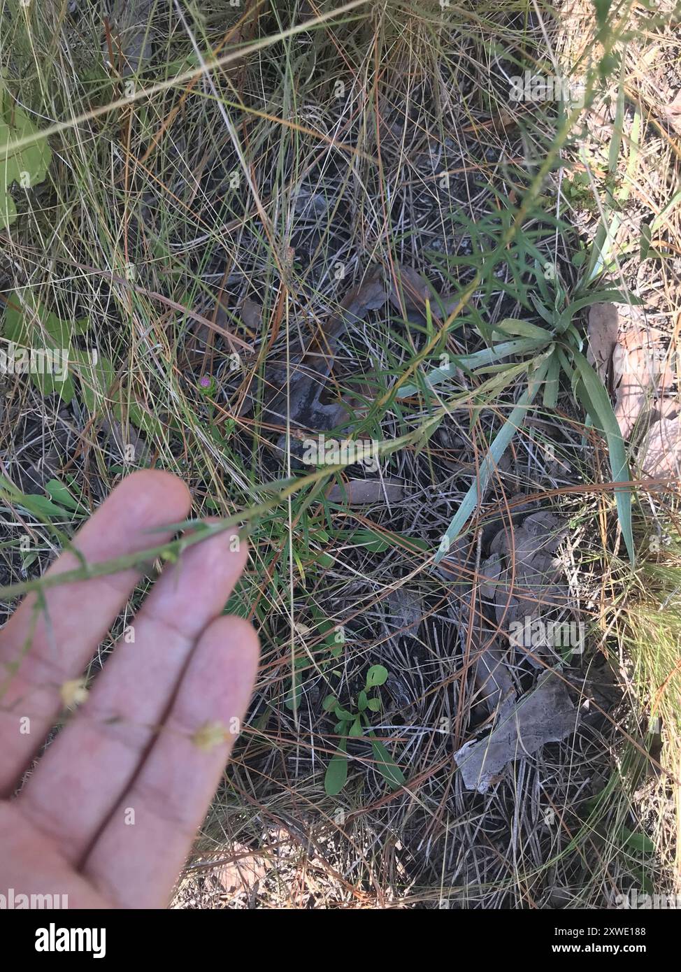 Silkgrasses (Pityopsis) Plantae Stock Photo - Alamy